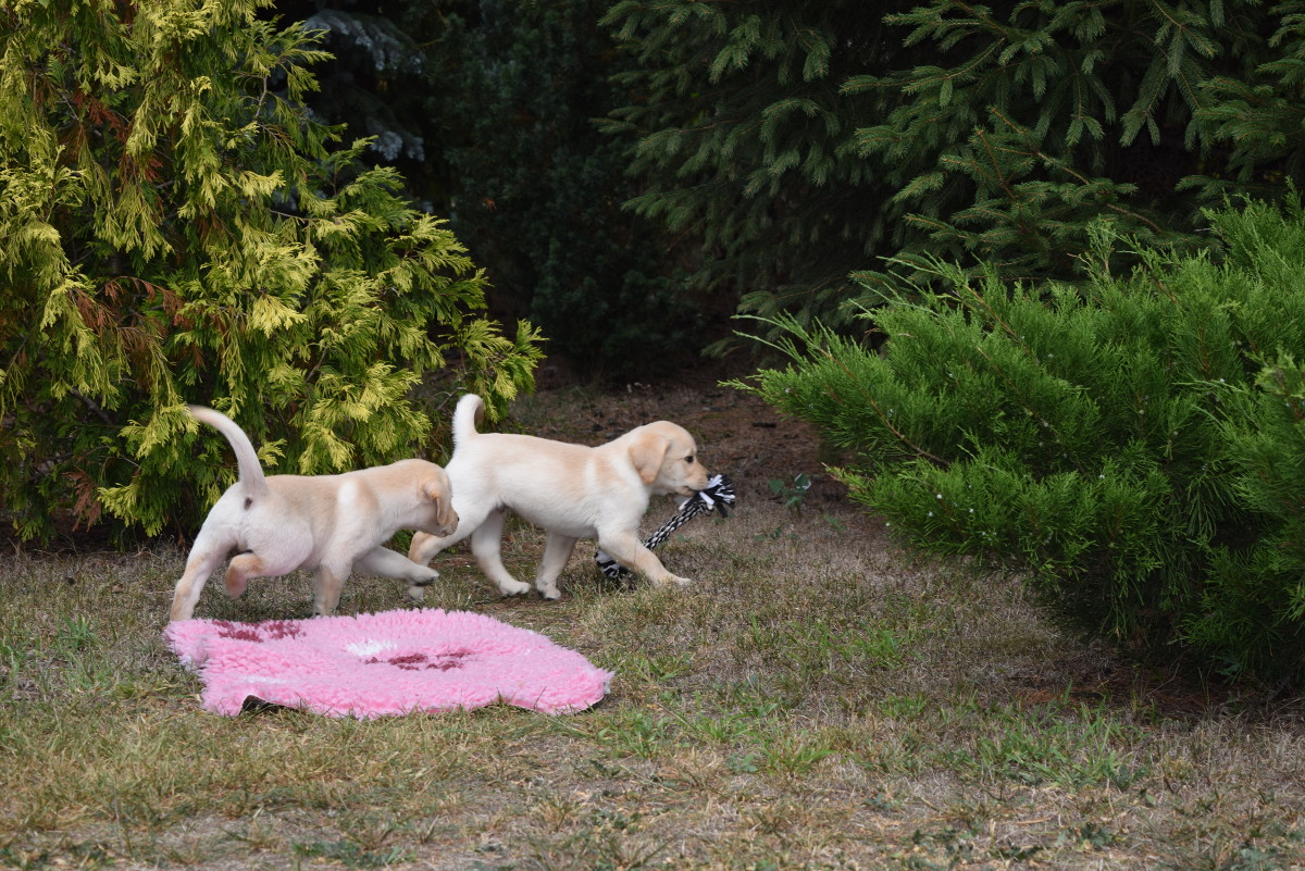 Hodowla psow rasy labrador retriever.