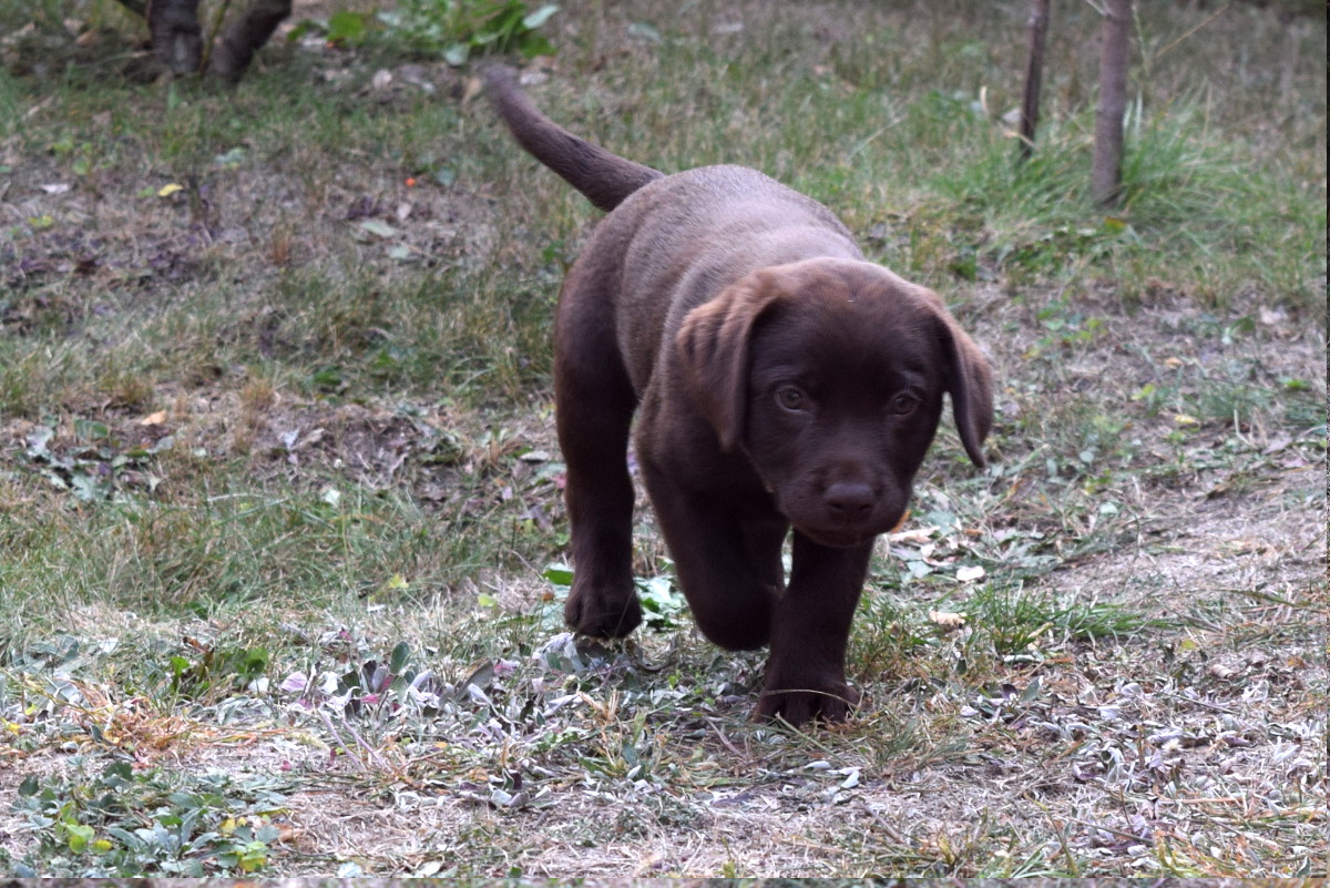 Hodowla psow rasy labrador retriever.
