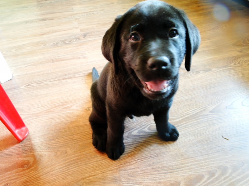 Labrador - hodowla (ZKwP, FCI)