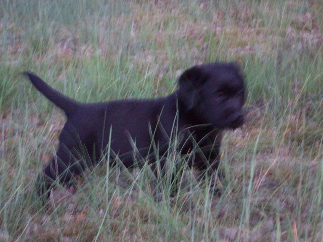 Hodowla psow rasy labrador retriever.