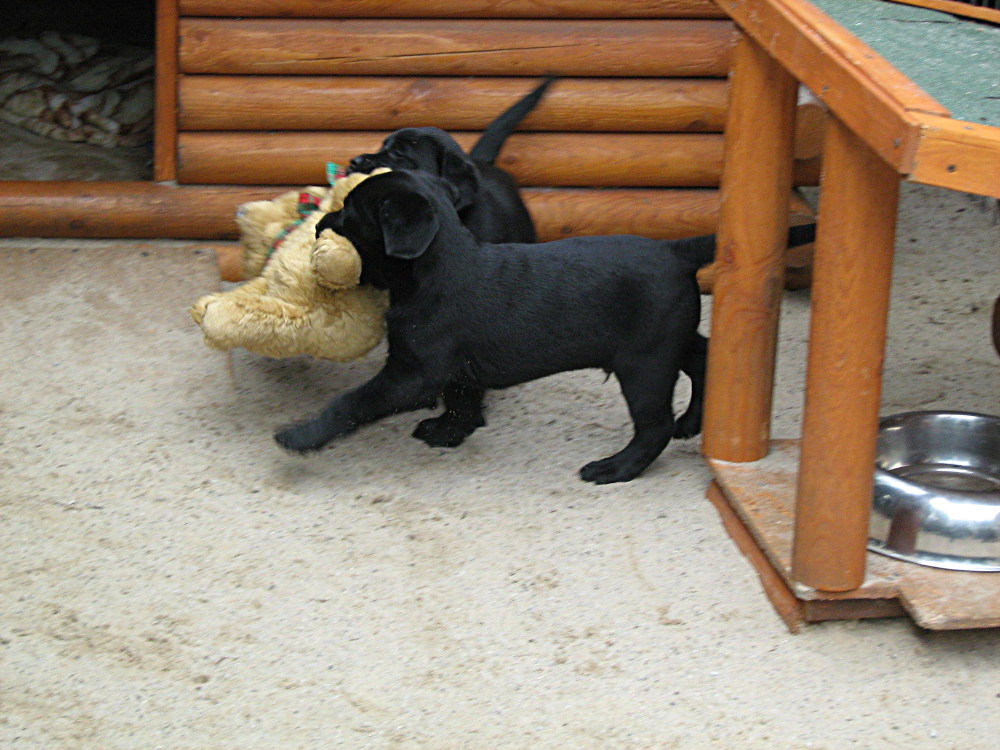 Hodowla psow rasy labrador retriever.