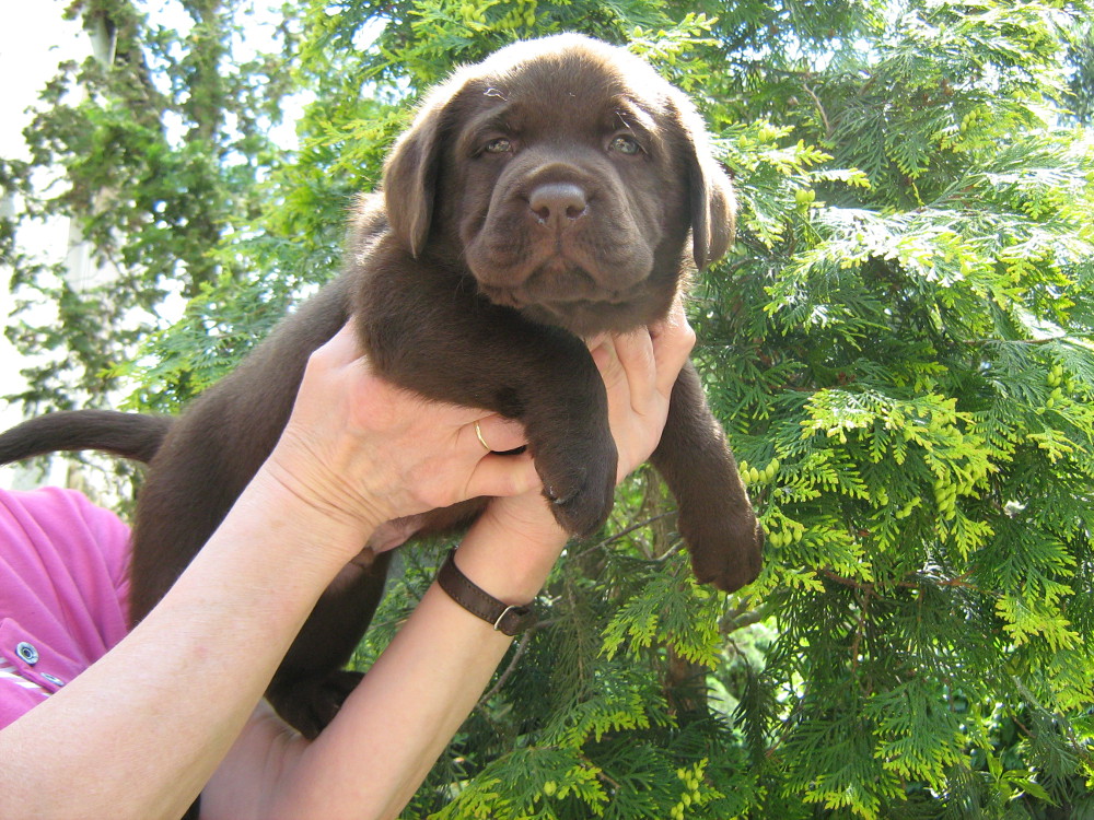 Hodowla psow rasy labrador retriever.